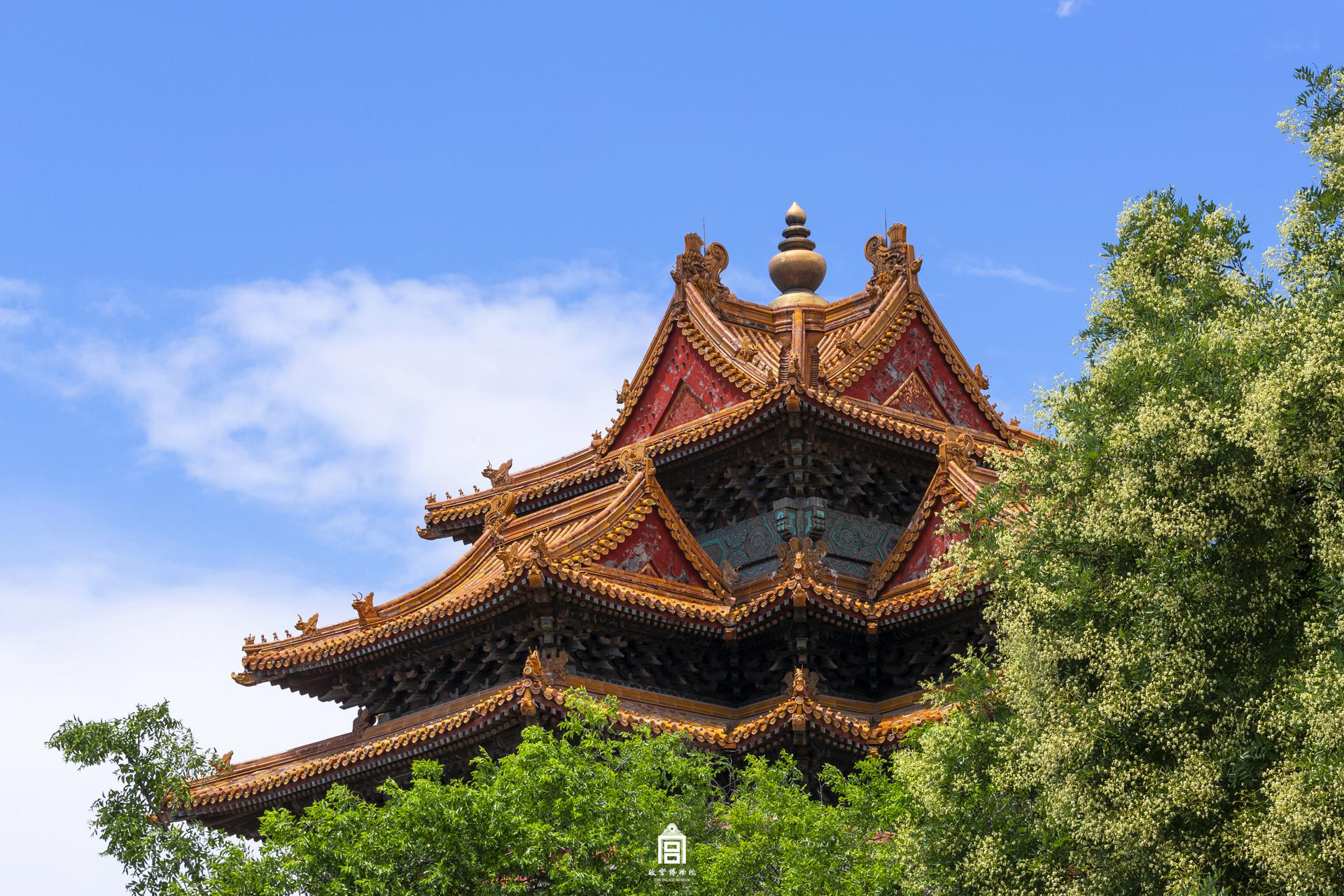 202305-西北角楼-夏季-花@槐花 - 故宫博物院 - 故宫壁纸