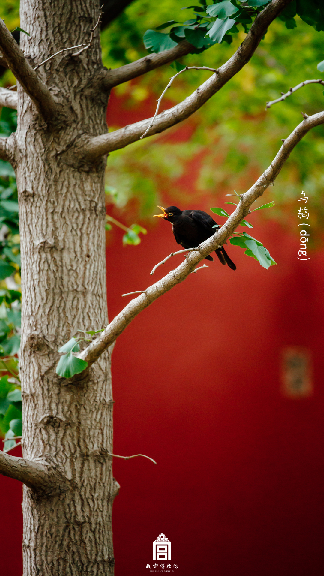 202305-十八槐-夏季-观鸟 - 故宫博物院 - 故宫壁纸